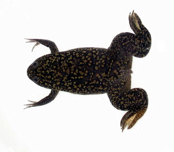 Adult Xenopus laevis images - XenWiki